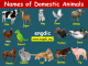 30 Fur Animals Name (Animals with Hair) - EngDic