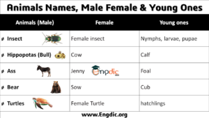 Male and Female Names of Animals (Male, Female and Youngs) - EngDic