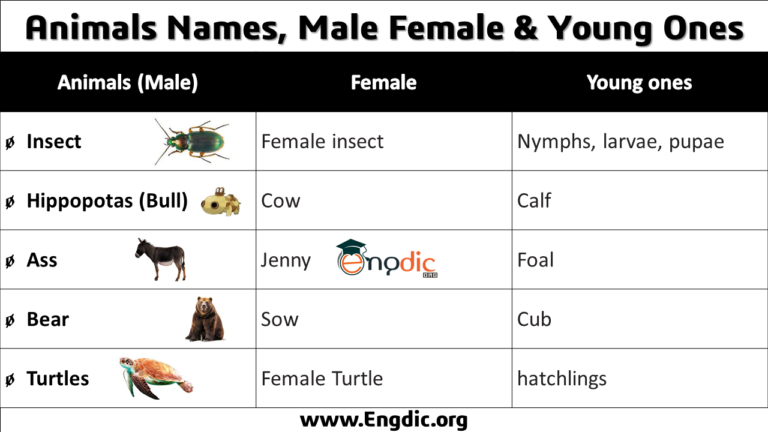 Male and Female Names of Animals (Male, Female and Youngs) - EngDic