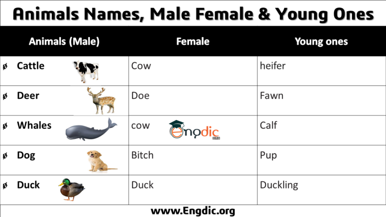 Male and Female Names of Animals (Male, Female and Youngs) - EngDic