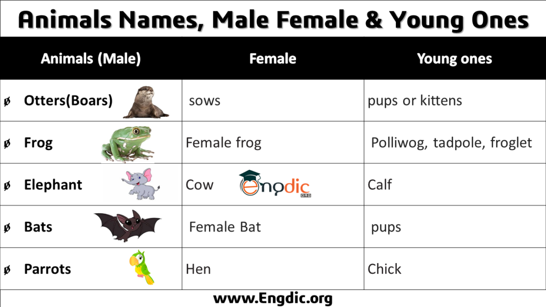 Male and Female Names of Animals (Male, Female and Youngs) - EngDic