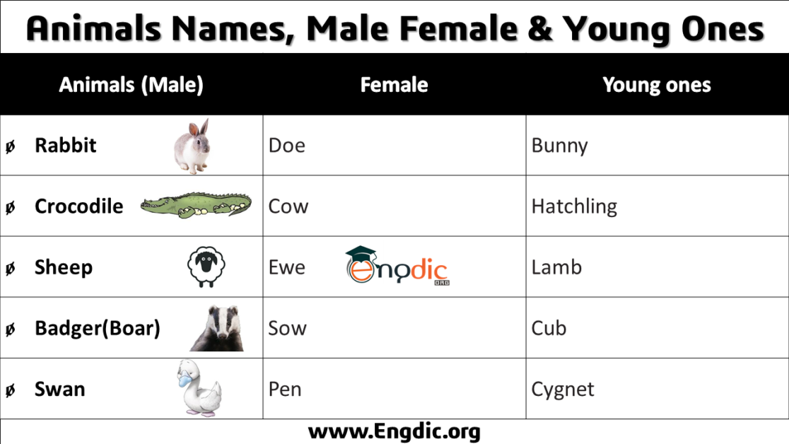 Male and Female Names of Animals (Male, Female and Youngs) - EngDic
