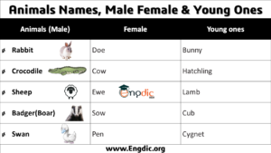 Male and Female Names of Animals (Male, Female and Youngs) - EngDic