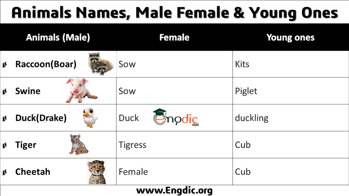 Male and Female Names of Animals (Male, Female and Youngs) - EngDic