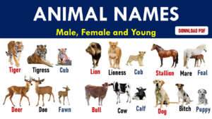 Diurnal Animals List: 10 Examples Of Diurnal Animals - EngDic