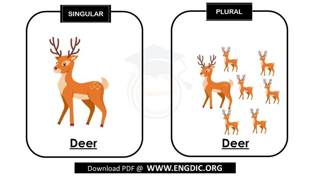 Singular And Plural Nouns List With Pictures PDF EngDic