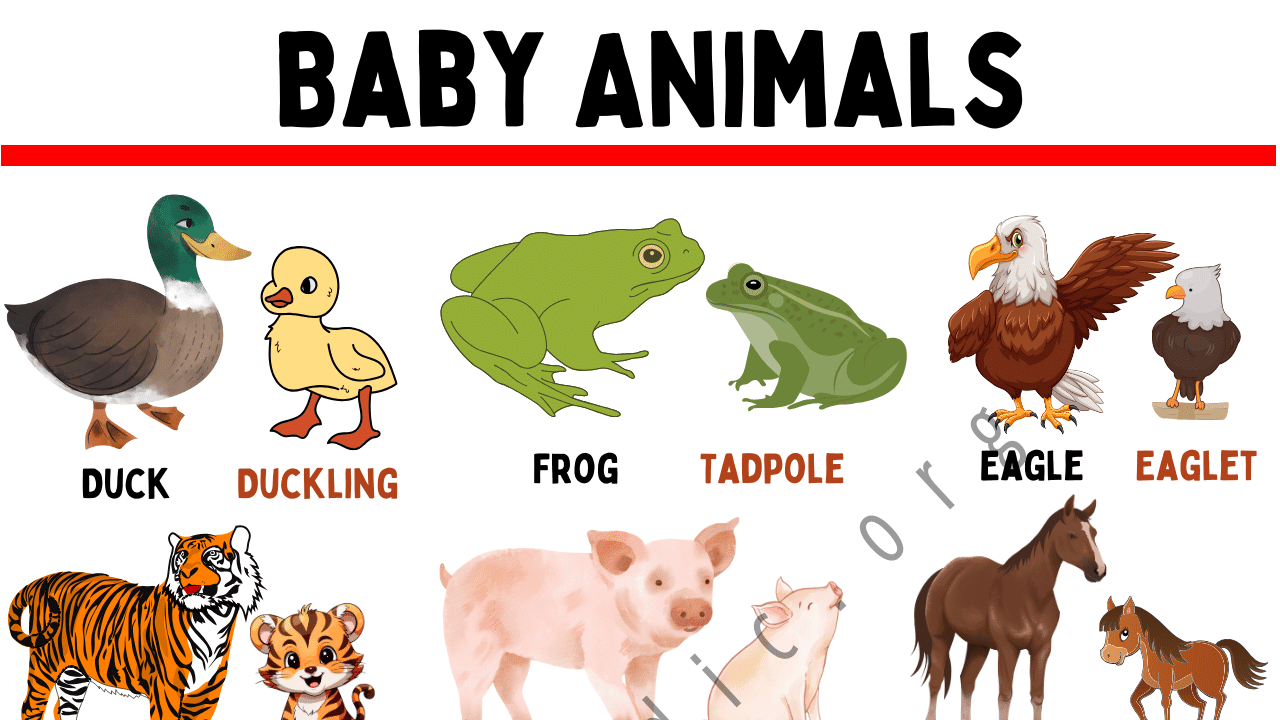 Animals and their Babies Names in English - EngDic