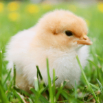 100 Animals And Their Sounds A to Z (+PDF) - EngDic