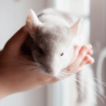 30 Fur Animals Name (Animals with Hair) - EngDic