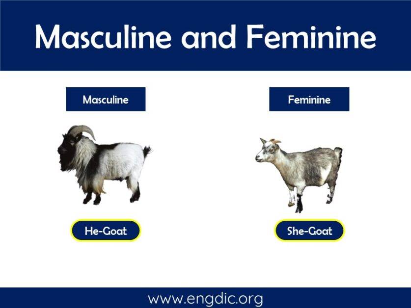 100 Examples of Masculine and Feminine Gender List - EngDic