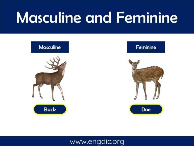 100 Examples of Masculine and Feminine Gender List - EngDic