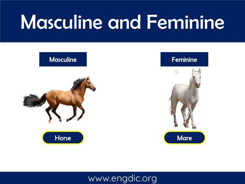 100 Examples of Masculine and Feminine Gender List - EngDic