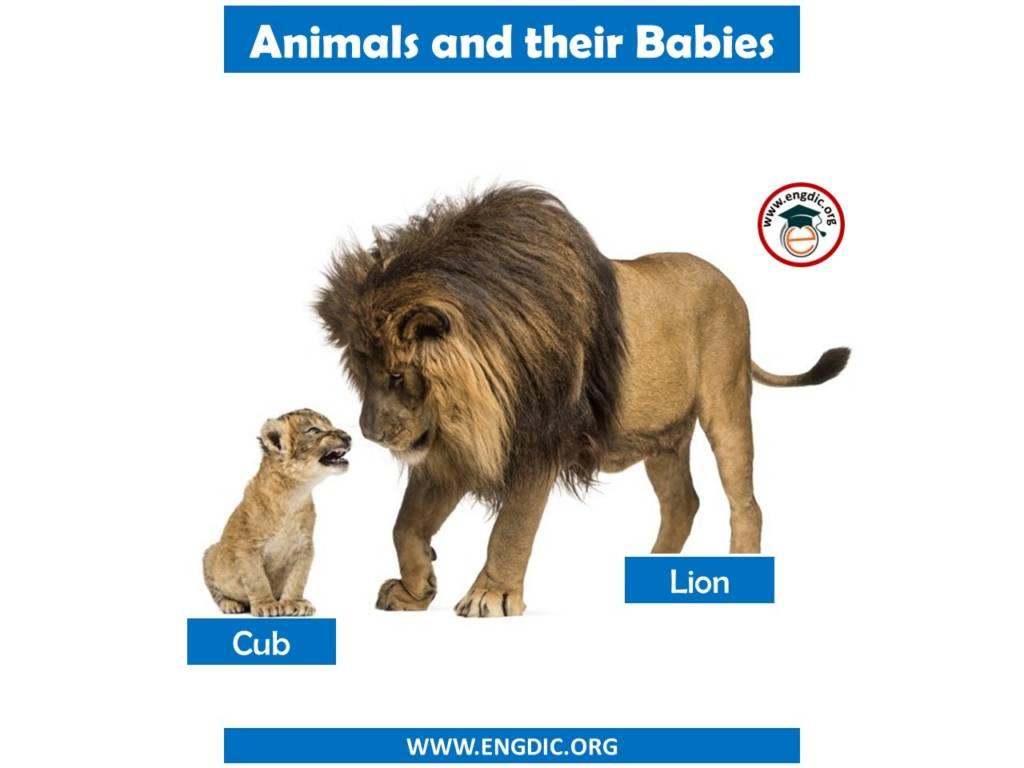 Animals and their Babies Names in English - EngDic
