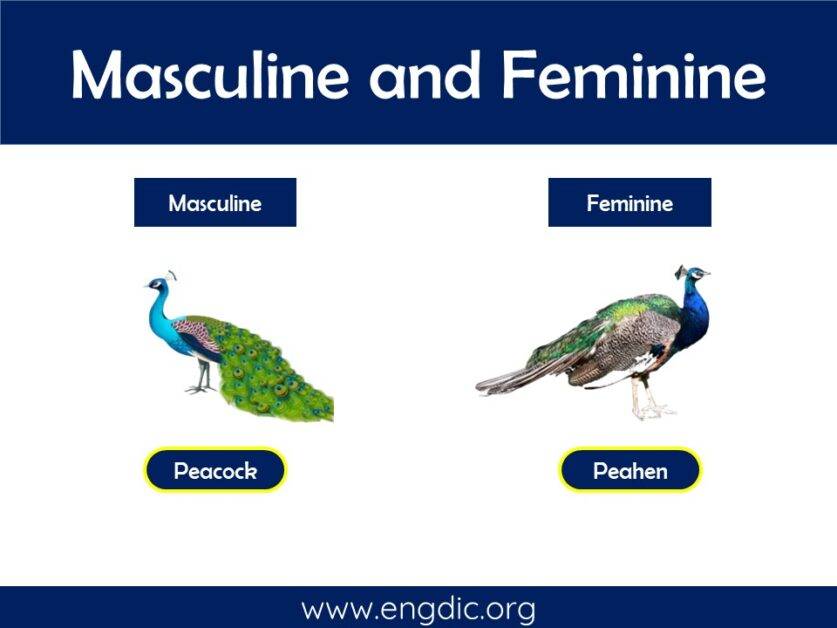 100 Examples of Masculine and Feminine Gender List - EngDic