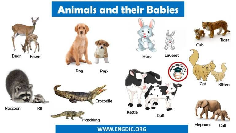 Animals and their Babies Names in English Pdf - Engdic