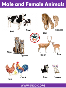 Male and Female names of Animals Pdf - Engdic