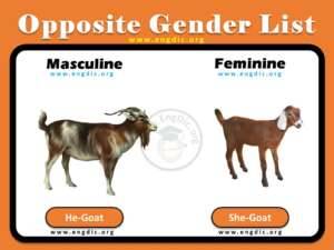 A to Z Opposite Gender of Animals and Humans - EngDic