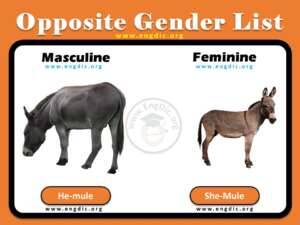 A to Z Opposite Gender of Animals and Humans - EngDic