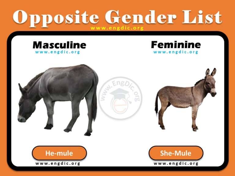 A to Z Opposite Gender of Animals and Humans - EngDic