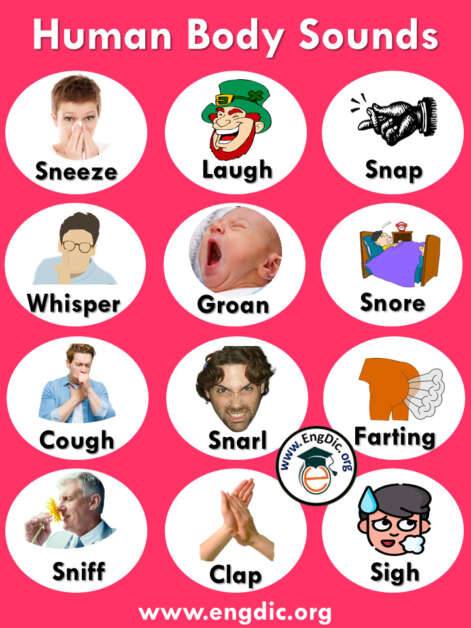 List of Human Body Sounds with Pictures PDF - EngDic