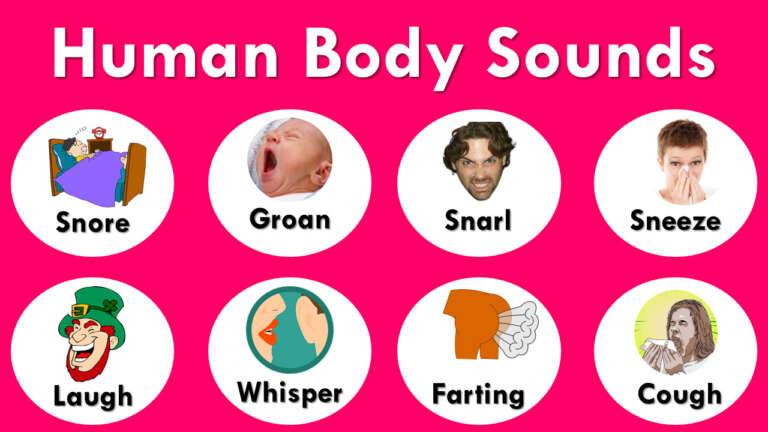 Parts of The Body in English, Parts of Human Body with Pictures - EngDic