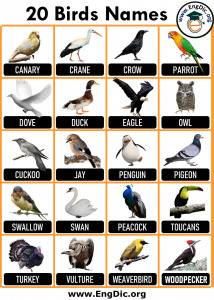 +1000 Antonyms for Kids with Pictures (Opposite Words) - EngDic