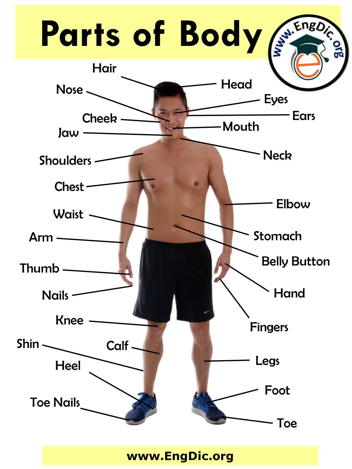 Human Body Parts List In English