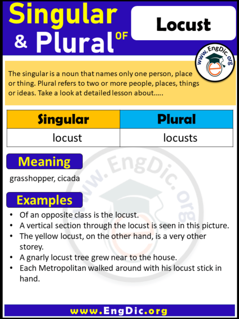 Ply Plural, What is the Plural of Ply? - EngDic