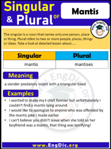 Mantis plural Archives - EngDic