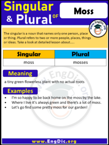 Singular Plural Nouns Archives - Page 7 of 144 - EngDic