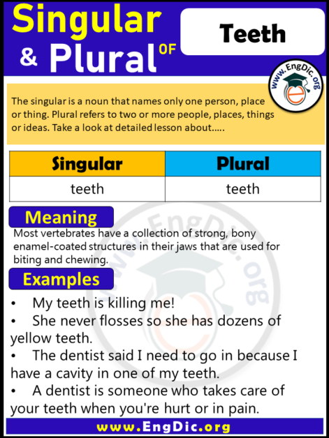 plural form of Teeth Archives - EngDic