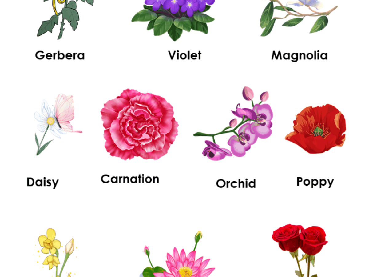 Pictures Of Different Flowers And Their Names