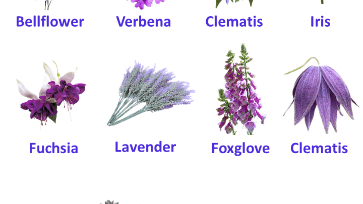 List Of Purple Flower Names