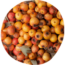 50+ Fruits That Start with A (Properties and Pictures) – EngDic