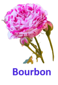 10 Rose names with pictures, Roses Name list - EngDic