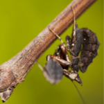 Insects That Start With The Letter ‘B’ - EngDic