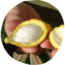 53 Fruits That Start With C (Pictures and Properties) - EngDic