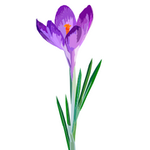 40 Flowers Names, Flower Names List - EngDic