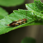 Insects That Start With The Letter ‘E’ - EngDic