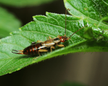 Insects That Start With The Letter ‘U’ - EngDic