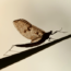 Insects That Start With The Letter ‘E’ - EngDic