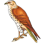 Sounds of Birds in English – List of Birds Cries - EngDic