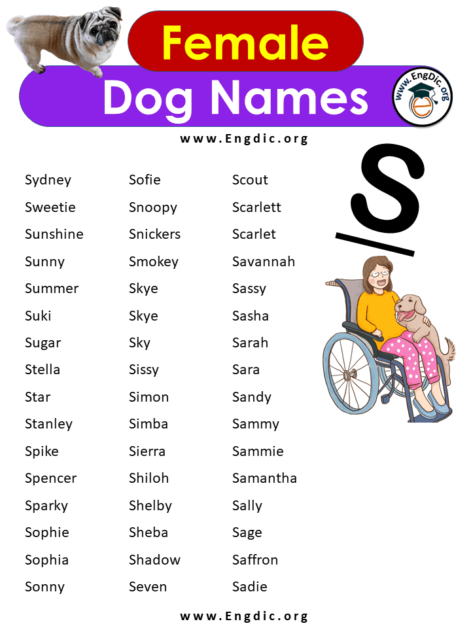 500+ Most Popular Girl Dog Names, A-Z Female Dog Names - EngDic
