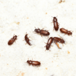 Insects That Start With The Letter ‘F’ - EngDic