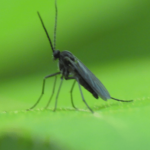 Insects That Start With The Letter ‘F’ - EngDic