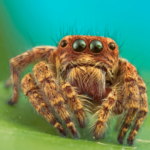 Insects That Start With The Letter ‘J’ - EngDic