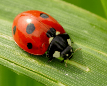 Insects That Start With The Letter ‘E’ – EngDic