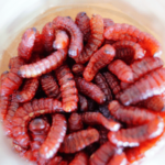 Insects That Start With The Letter ‘M’ - EngDic