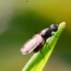 Insects That Start With The Letter ‘M’ - EngDic