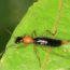 Insects That Start With The Letter ‘N’ - EngDic